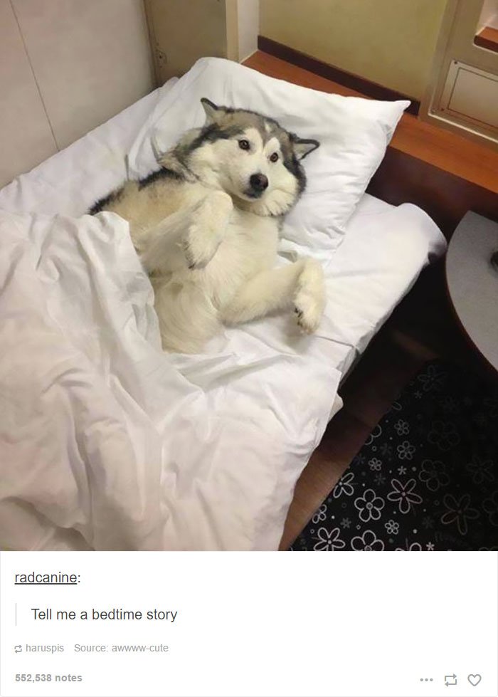 20 Of The Most Hilarious Posts About Huskies Ever Ohl