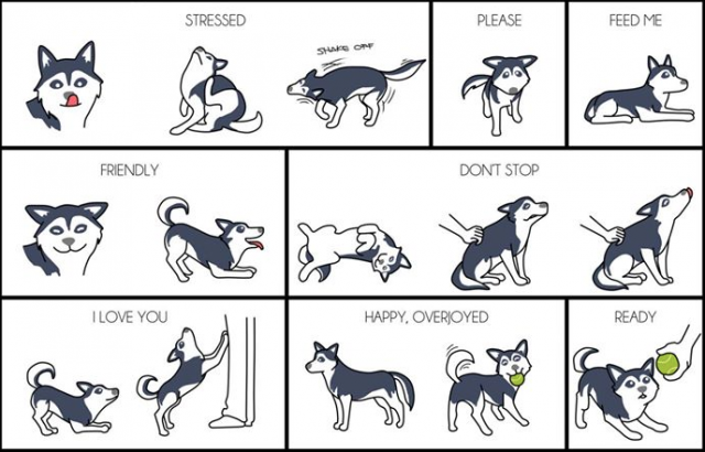 Husky Body Language Understanding Siberian Husky Body Language