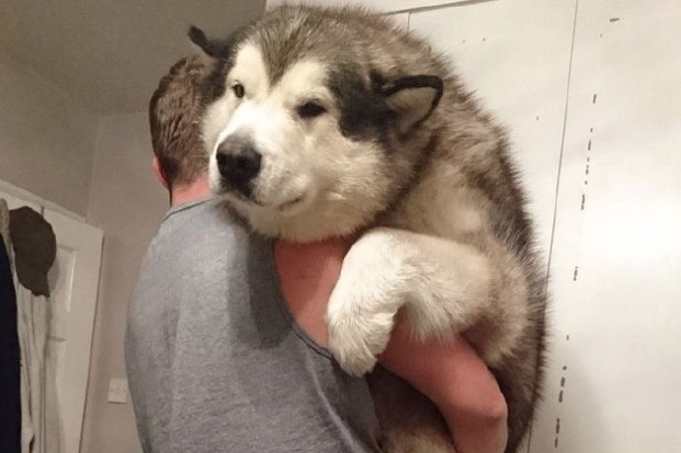 Pics of big dogs hugging their humans, to brighten up your day