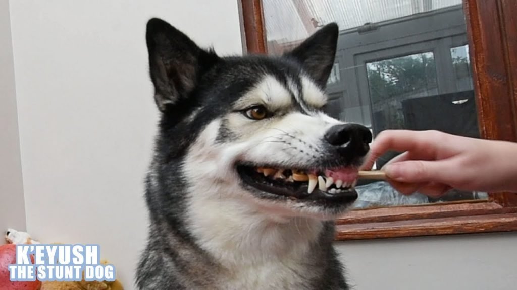 Keep your Husky dog Clean in Five Easy Steps - Husky Lovers