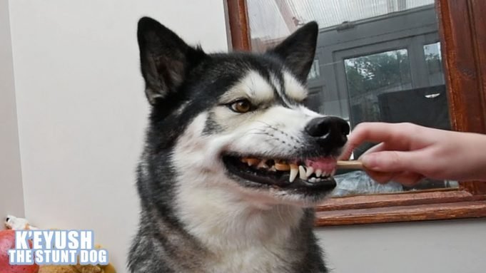 Keep your Husky dog Clean in Five Easy Steps - Husky Lovers