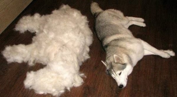Keep your Husky dog Clean in Five Easy Steps - Husky Lovers