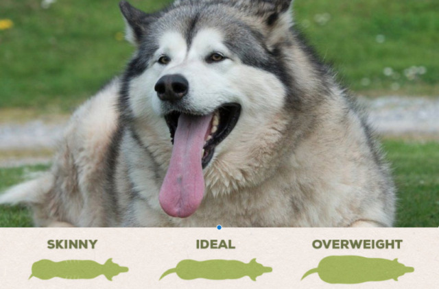 How to Tell If Your Dog Is Too Fat?