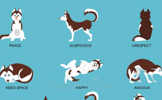 8 Reasons Why Do Dogs Wag Their Tails And What Does It Mean