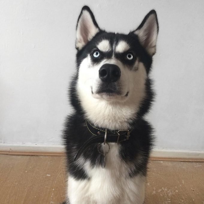Anuko - The priceless face of an annoyed Siberian Husky