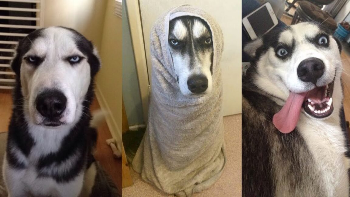 10 Funny Pictures Of 'Super Worried' Pets About Their Life