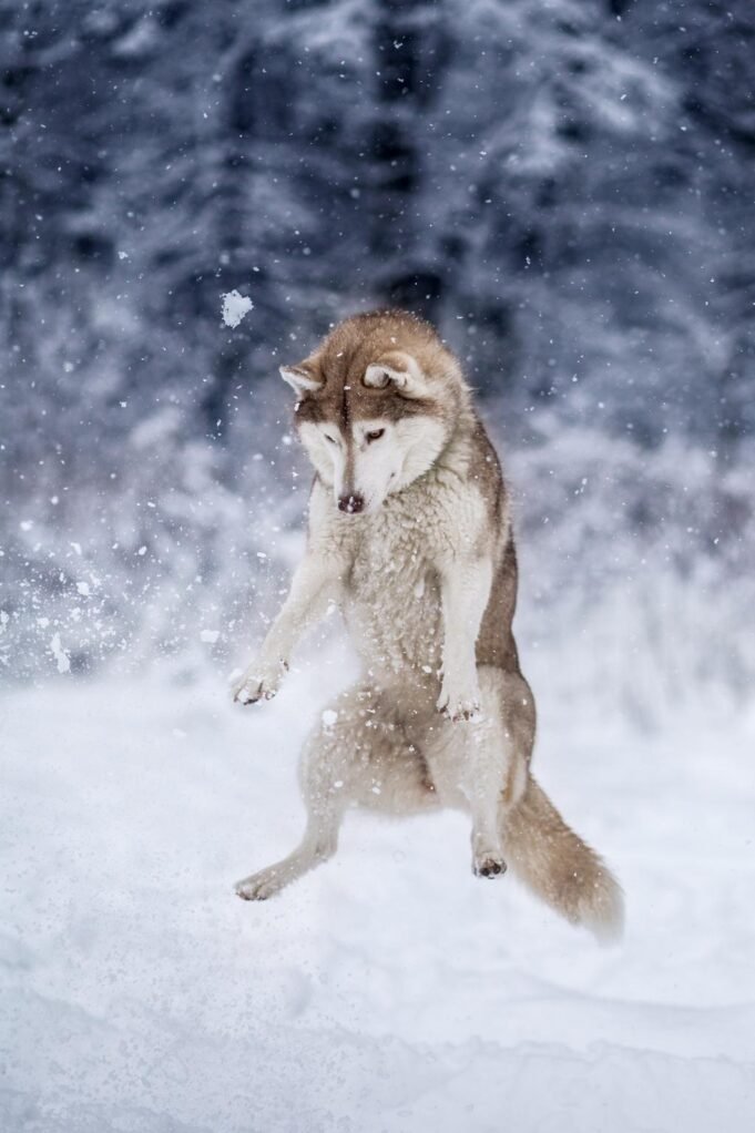 10 Flying Huskies That Are Totally Challenging The Laws Of Physics