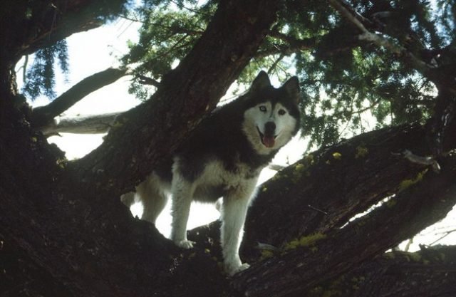 9 Things Huskies Love The most Than Anything else in the world