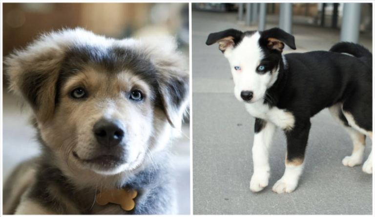 10 Underrated Dog Hybrid Breeds That You Should Know