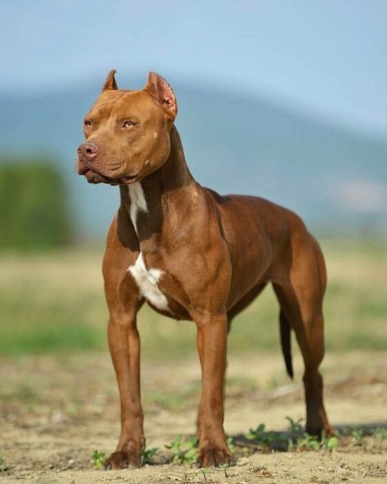 10 Scariest Dog Breeds: Different Breeds That Keep Criminals Away