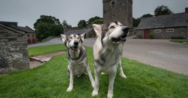 Facts About Dire Wolves - Facts You Might Need To Know About Dire Wolf