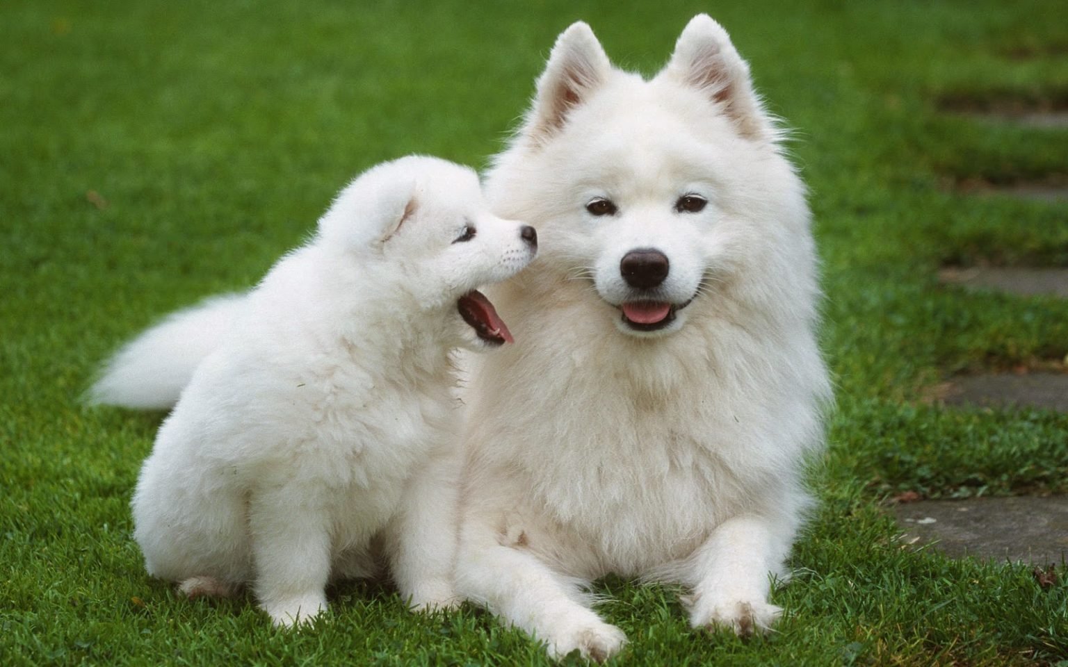 Siberian Husky And Samoyed Differences, Comparison of Breeds