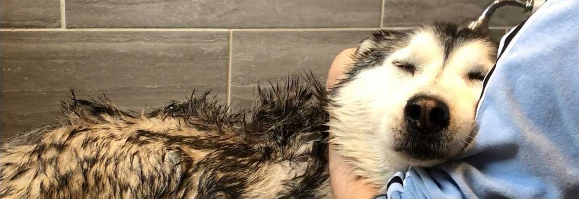 12 Adorable Pics Of Huskies Taking Baths To Brighten Up Your Day