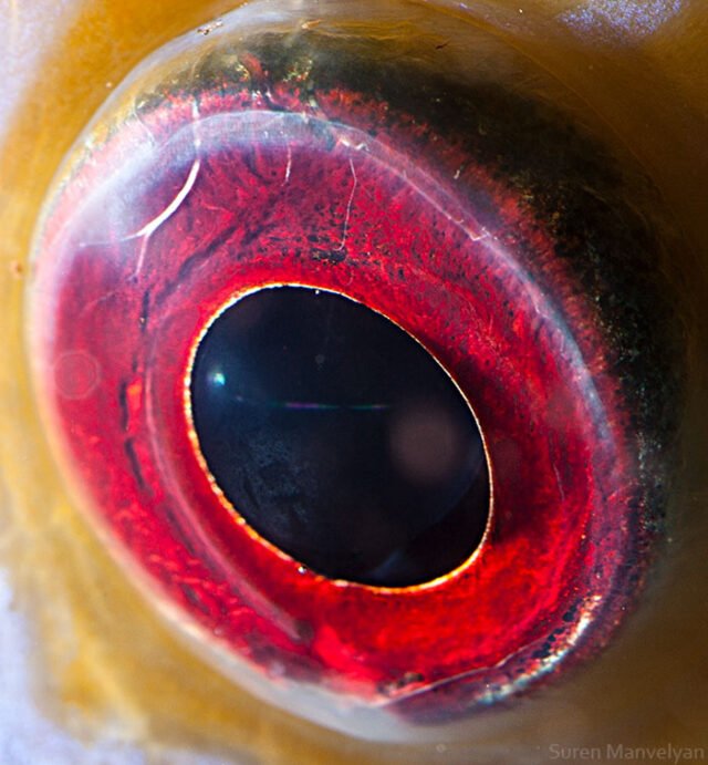 30 Breathtaking Photos That Show How Unique Animal Eyes Are