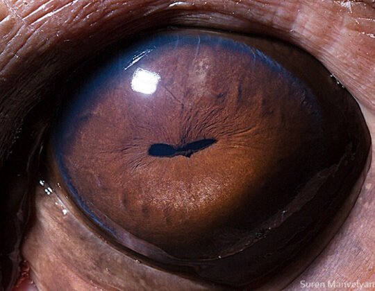 30 Breathtaking Photos That Show How Unique Animal Eyes Are