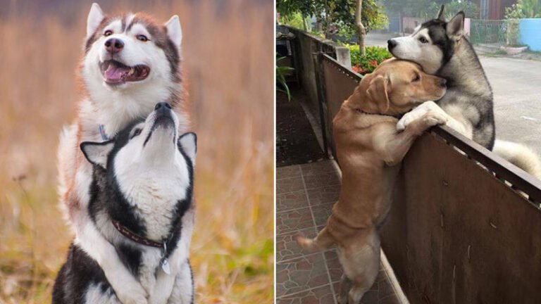 10 Absolutely Lovely Pics Of Huskies Hugging Animals