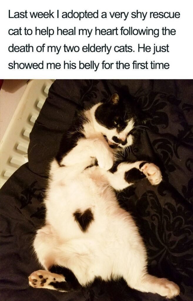 20 Adorable Cat Posts That Prove How Magical They Are