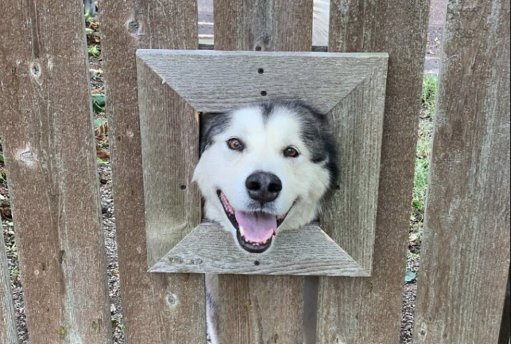 20 Hilarious Photos Of Dogs Peeking Through Fences To Say Hi