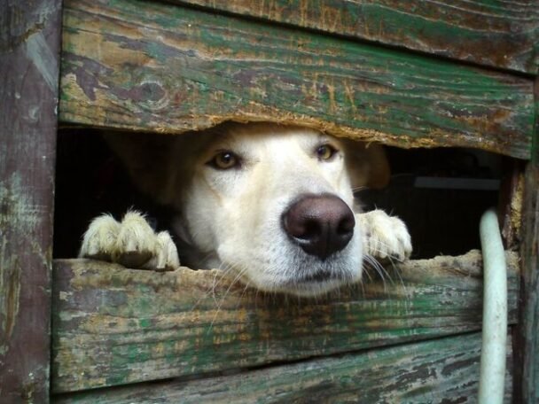 20 Hilarious Photos Of Dogs Peeking Through Fences To Say Hi