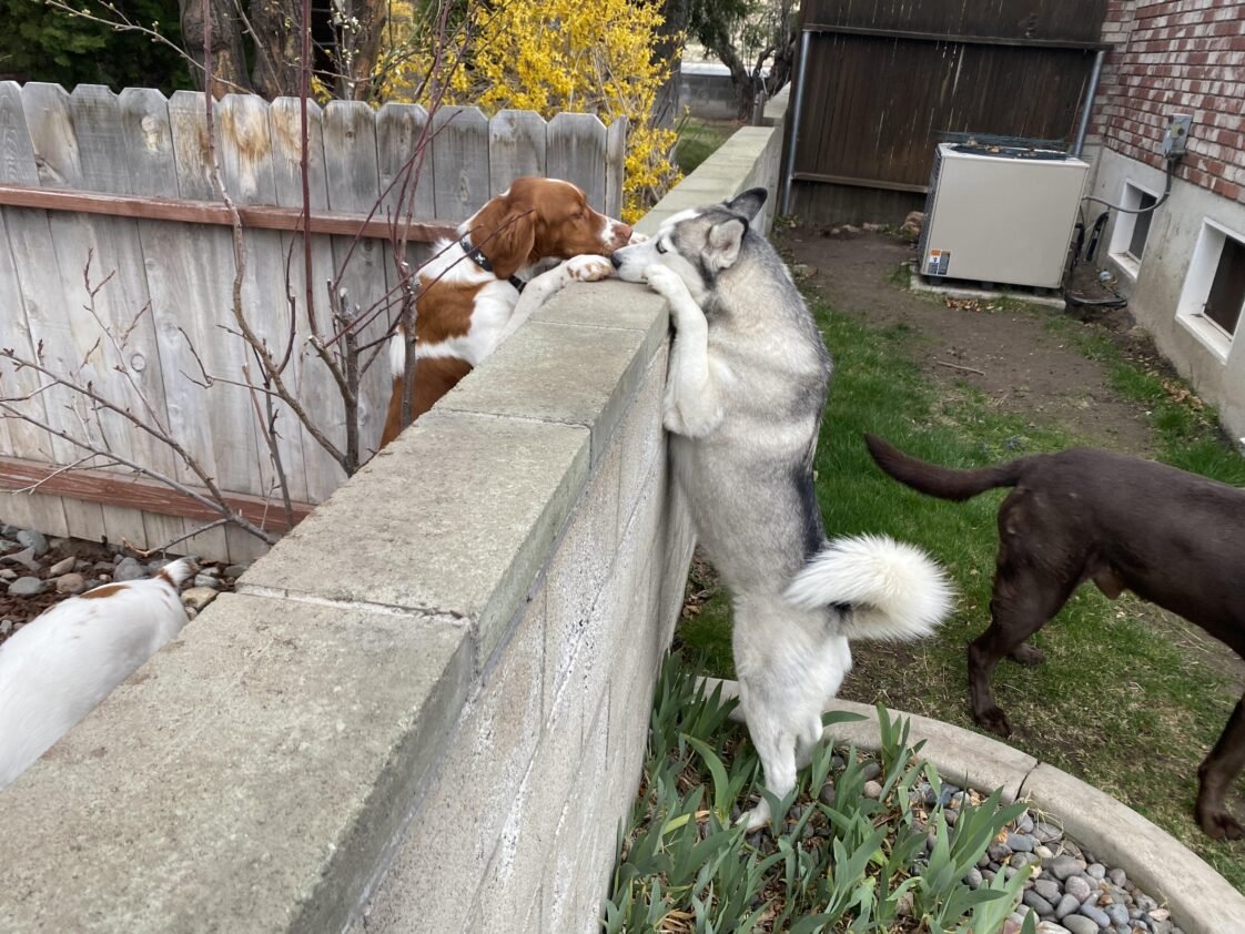 20 Hilarious Photos Of Dogs Peeking Through Fences To Say Hi