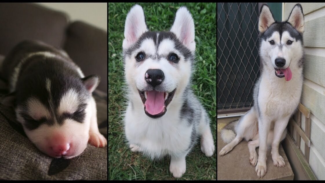 65 Fun Facts About Siberian Huskies