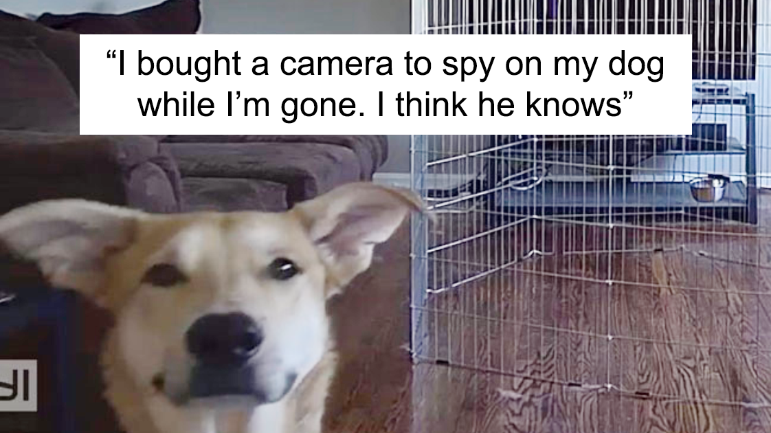 Watch and Enjoy Husky Mimicking Mom's Laugh on TikTok