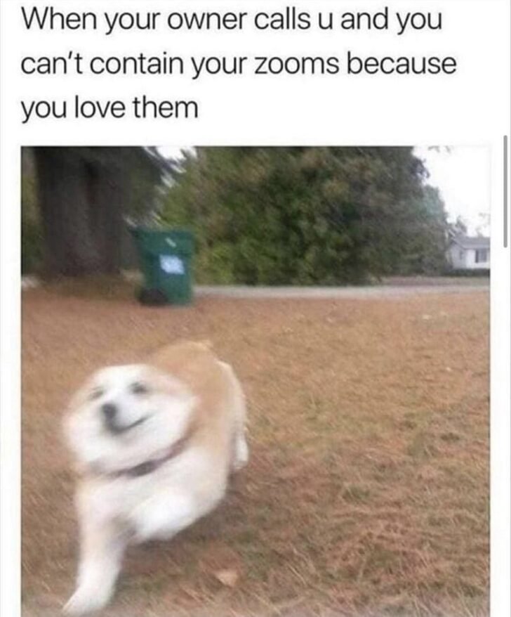 15 Mood Lifting Doggo Memes For A Better Day - OHL